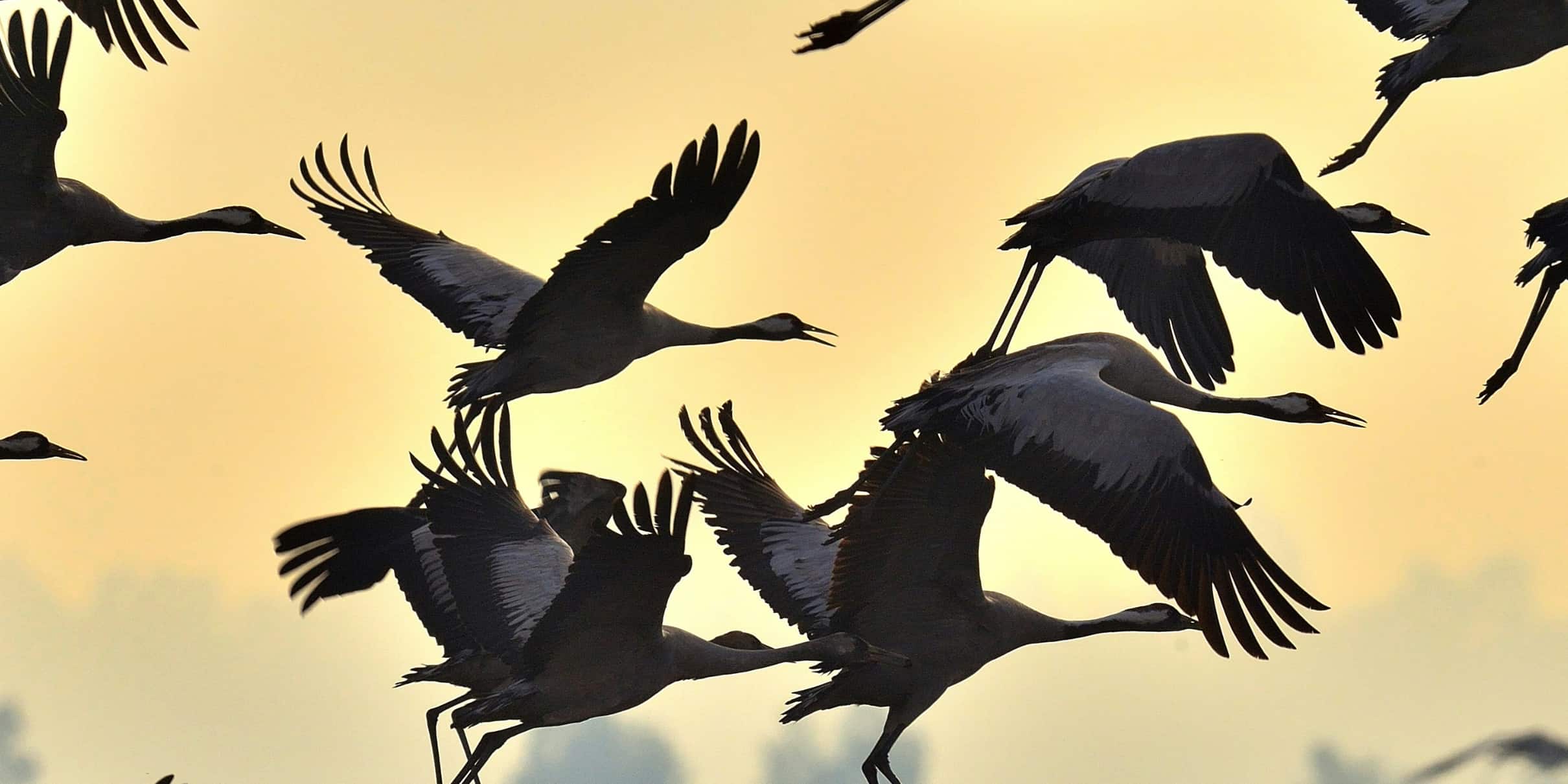 How To Use Ai To Migrate Your Codebase To A New Framework